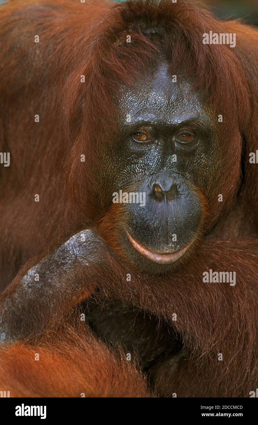 ORANG UTAN pongo pygmaeus, PORTRAIT OF FEMALE Stock Photo - Alamy