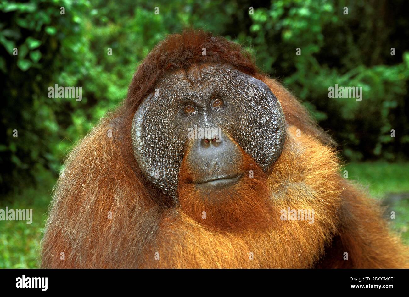 ORANG UTAN pongo pygmaeus, PORTRAIT OF MALE Stock Photo - Alamy