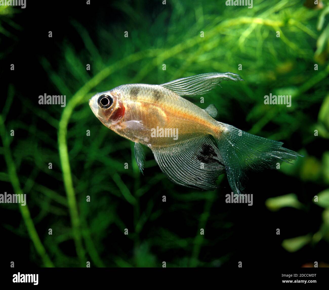 PHANTOM TETRA megalamphodus megalopterus Stock Photo - Alamy
