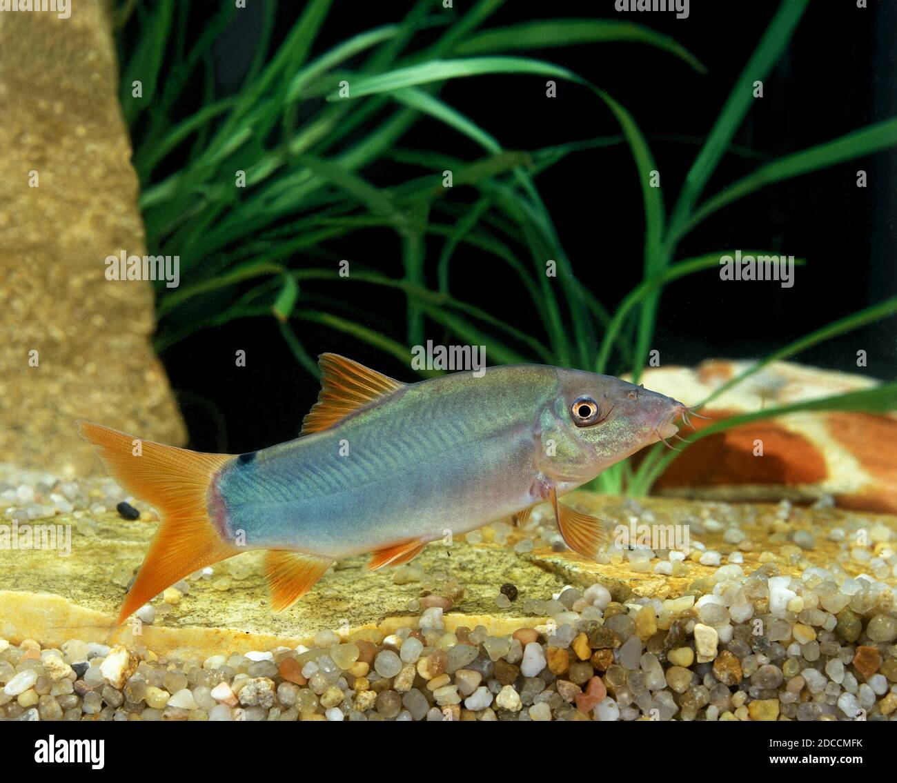 BLUE LOACH OR BLUE BOTIA botia modesta Stock Photo - Alamy