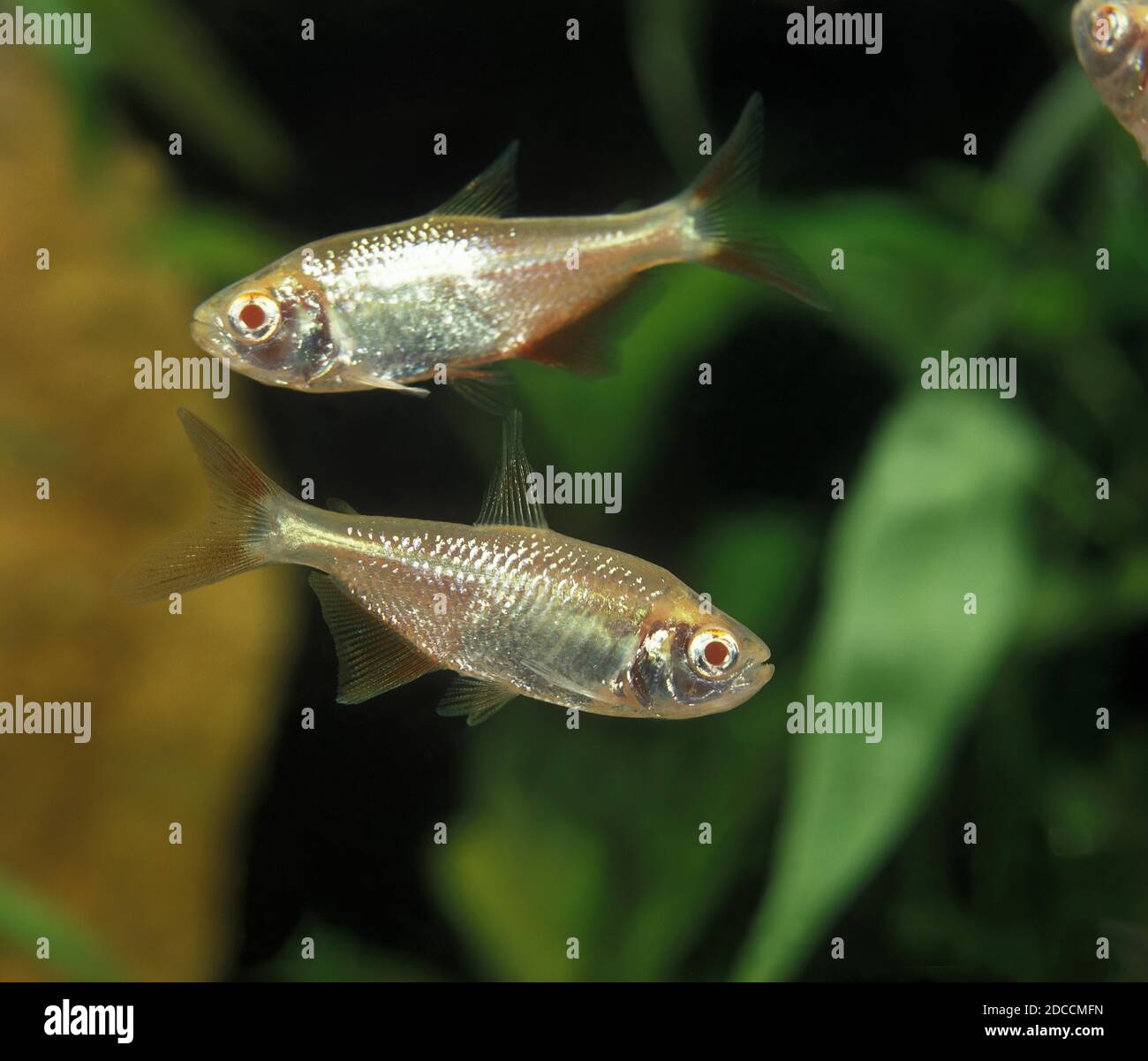 Tetra astyanas sp hi-res stock photography and images - Alamy