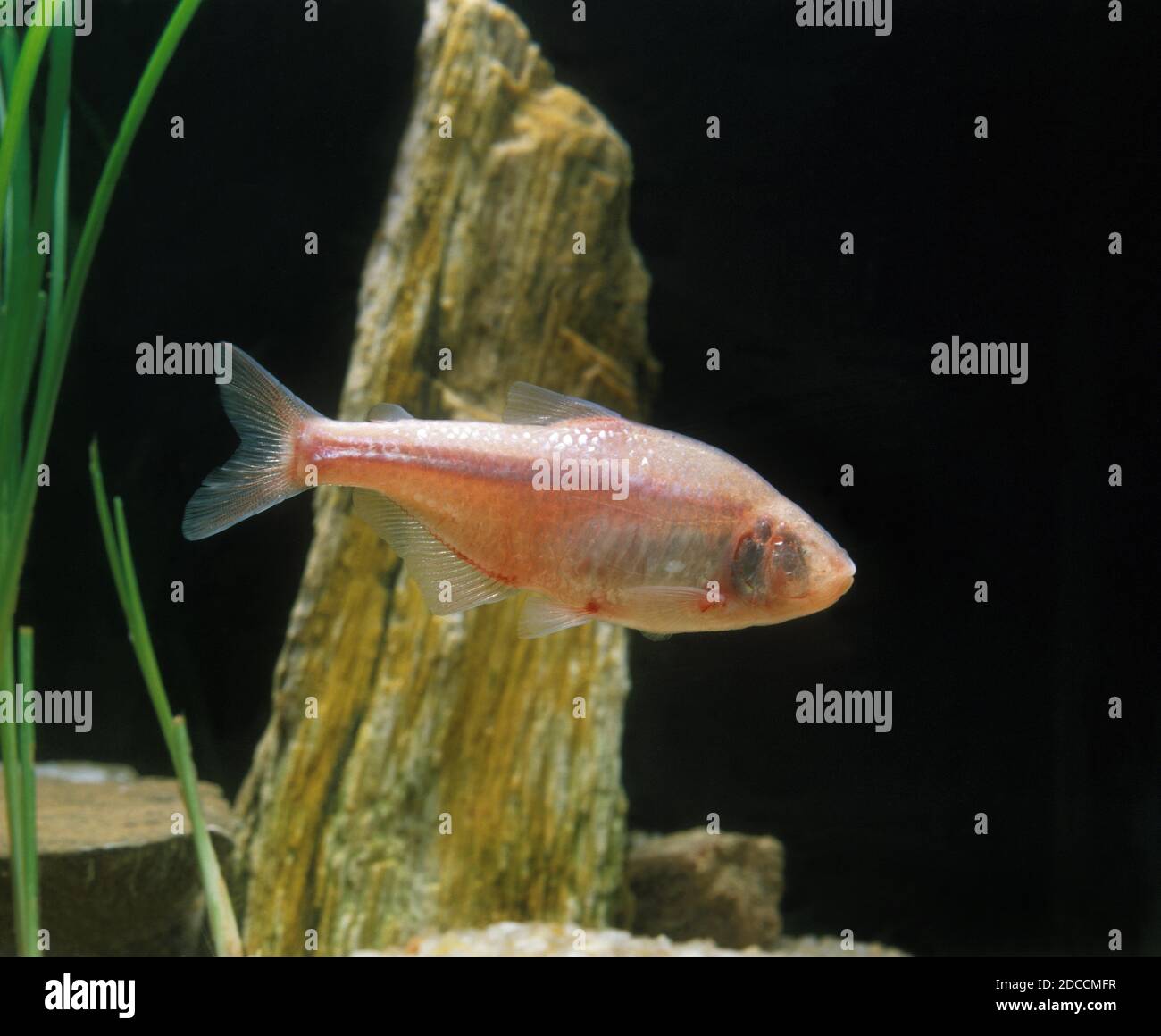 Astyanax fasciatus hi-res stock photography and images - Alamy