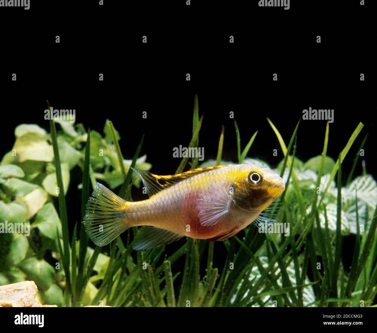 KRIBENSIS CICHLID pelmatochromis kribensis Stock Photo - Alamy