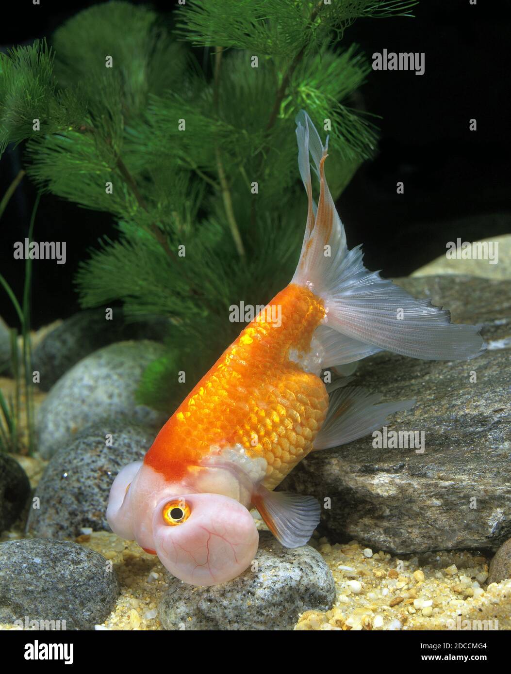 BUBBLE EYE GOLDFISH carassius auratus Stock Photo - Alamy