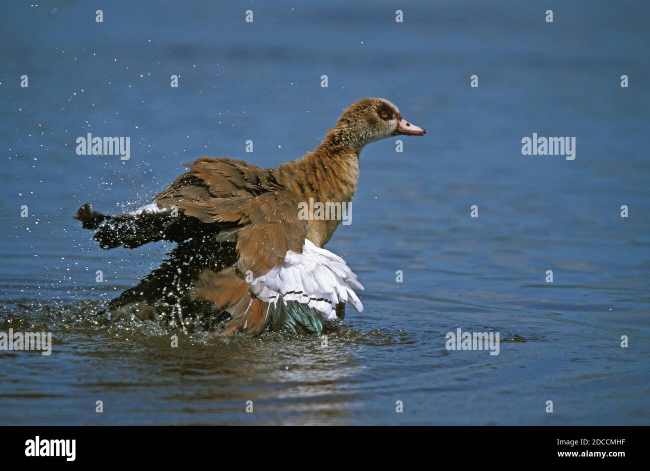 Egyptian goose bathing hi-res stock photography and images - Alamy