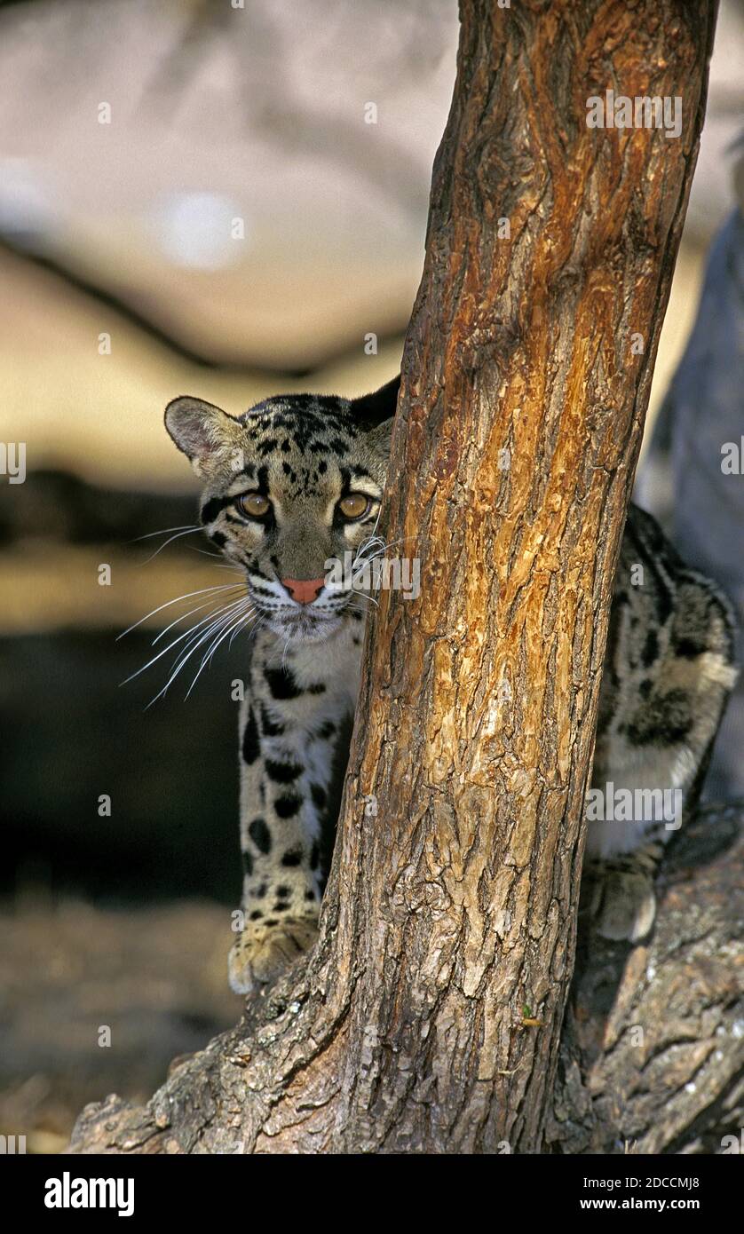 CLOUDED LEOPARD neofelis nebulosa Stock Photo - Alamy