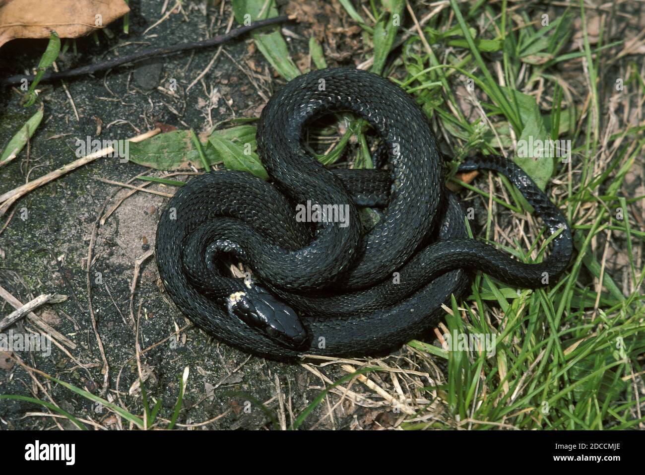 GRASS SNAKE natrix natrix, ADULT, MELANISTIC FORM Stock Photo - Alamy
