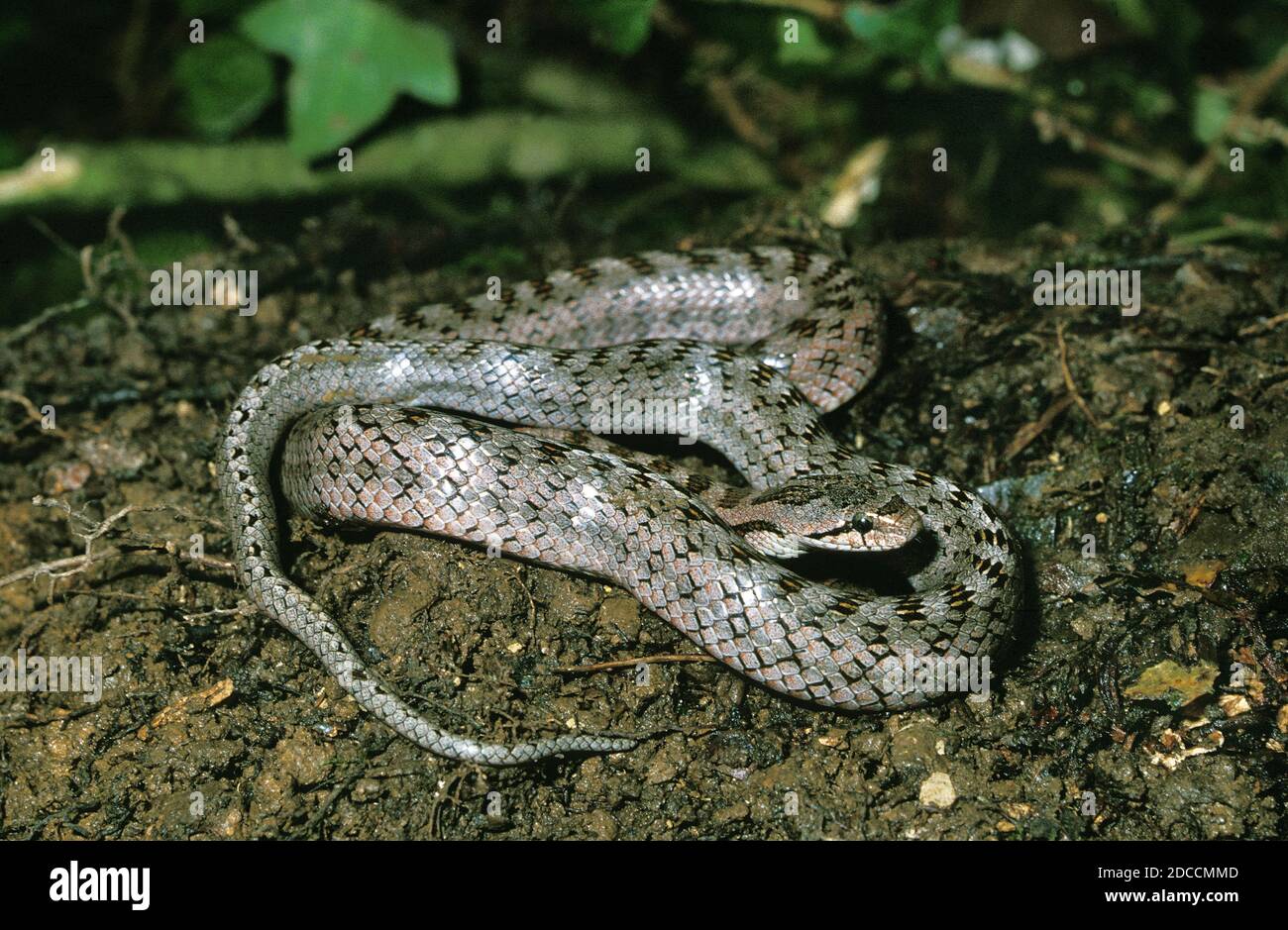 Southern smooth snake hi-res stock photography and images - Alamy