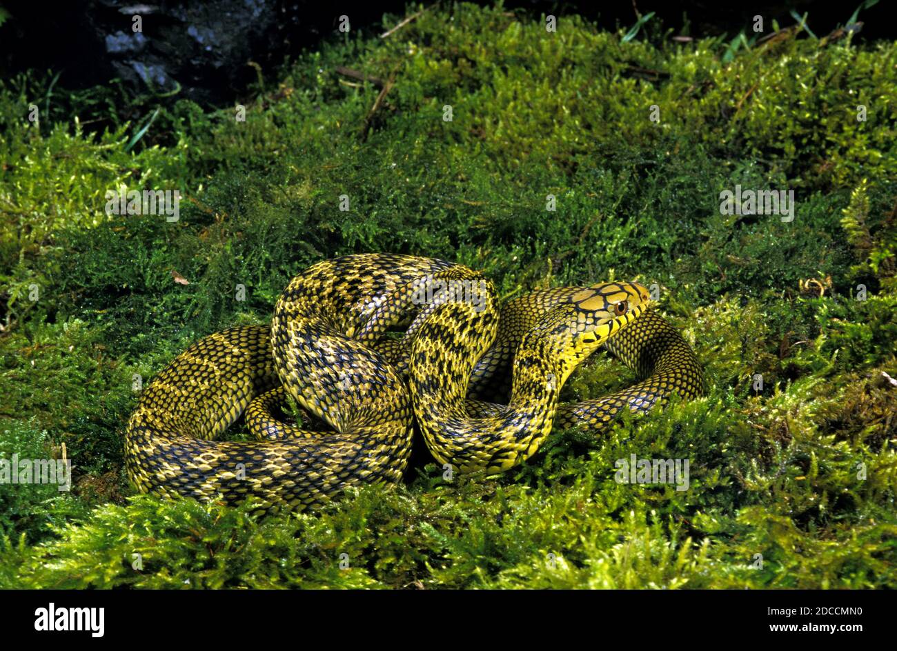 CHINESE KING RATSNAKE elaphe carinata, ADULT Stock Photo - Alamy