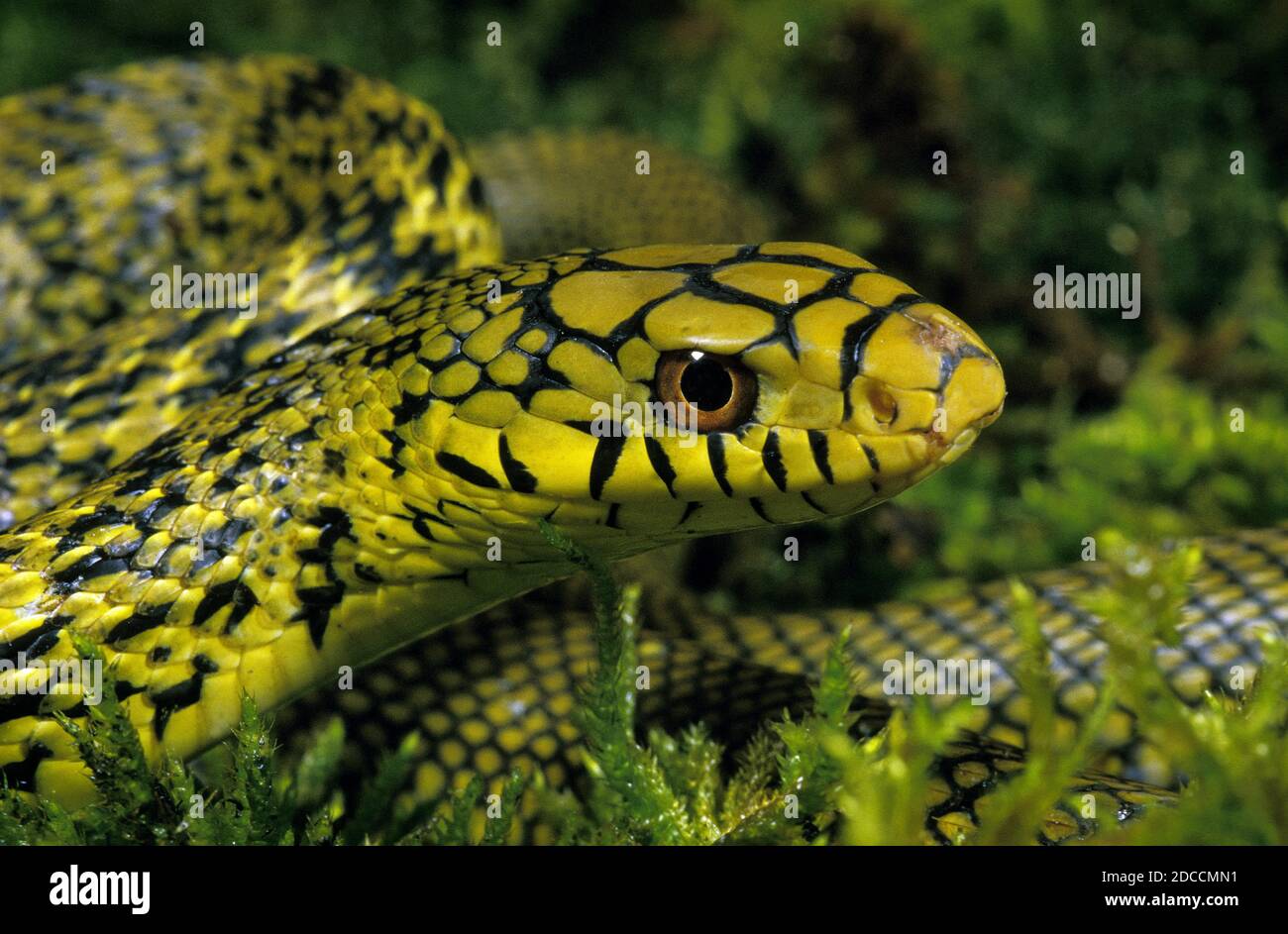 CHINESE KING RATSNAKE elaphe carinata, PORTRAIT OF ADULT Stock Photo ...