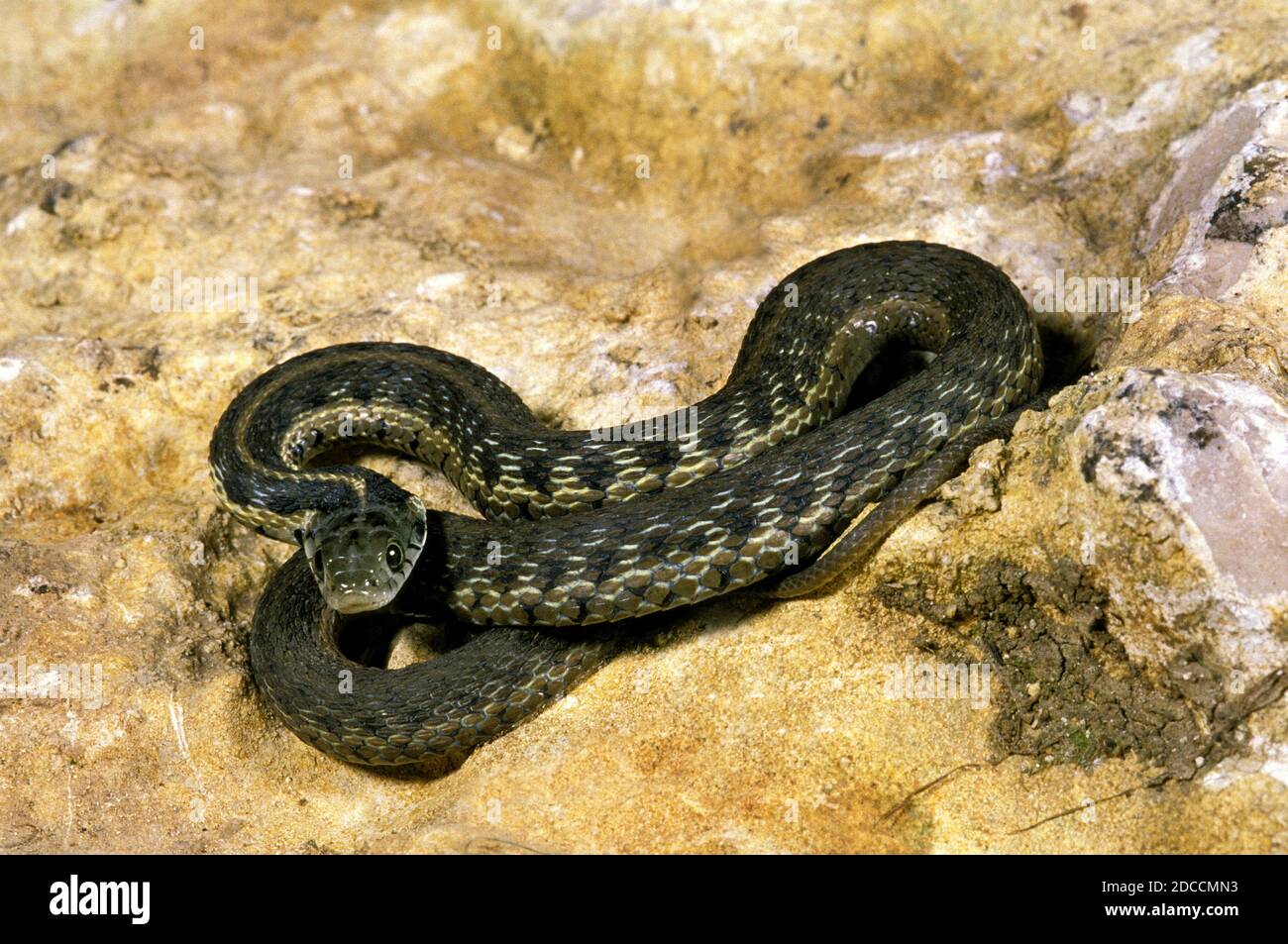 CHECKERED GARTER SNAKE thamnophis marcianus, ADULT STANDING ON ROCK ...