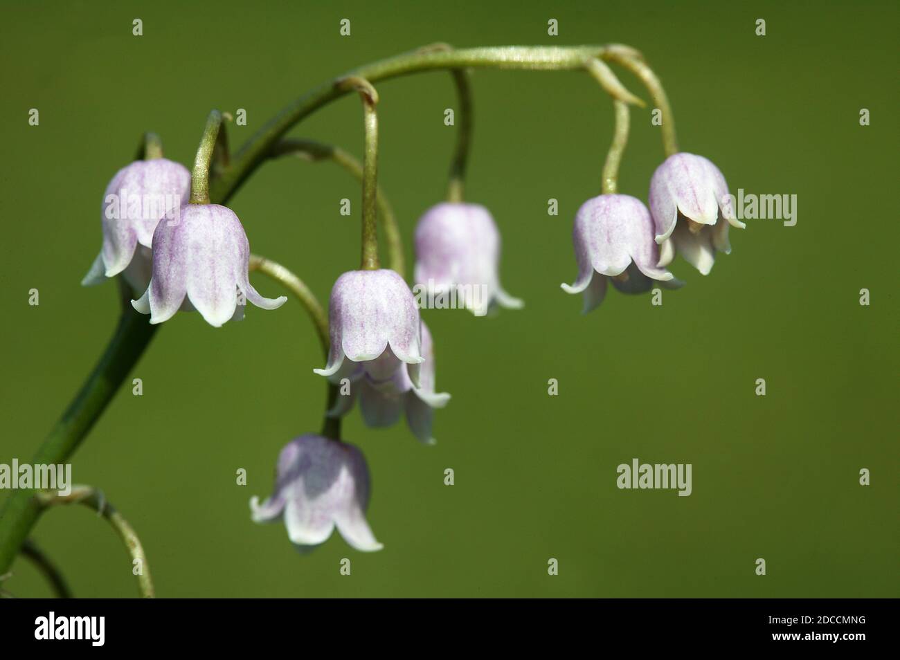 PINK LILY OF THE VALLEY convallaria majalis Stock Photo - Alamy