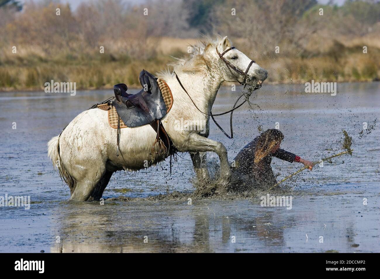 Rider falling off horse hi-res stock photography and images - Alamy