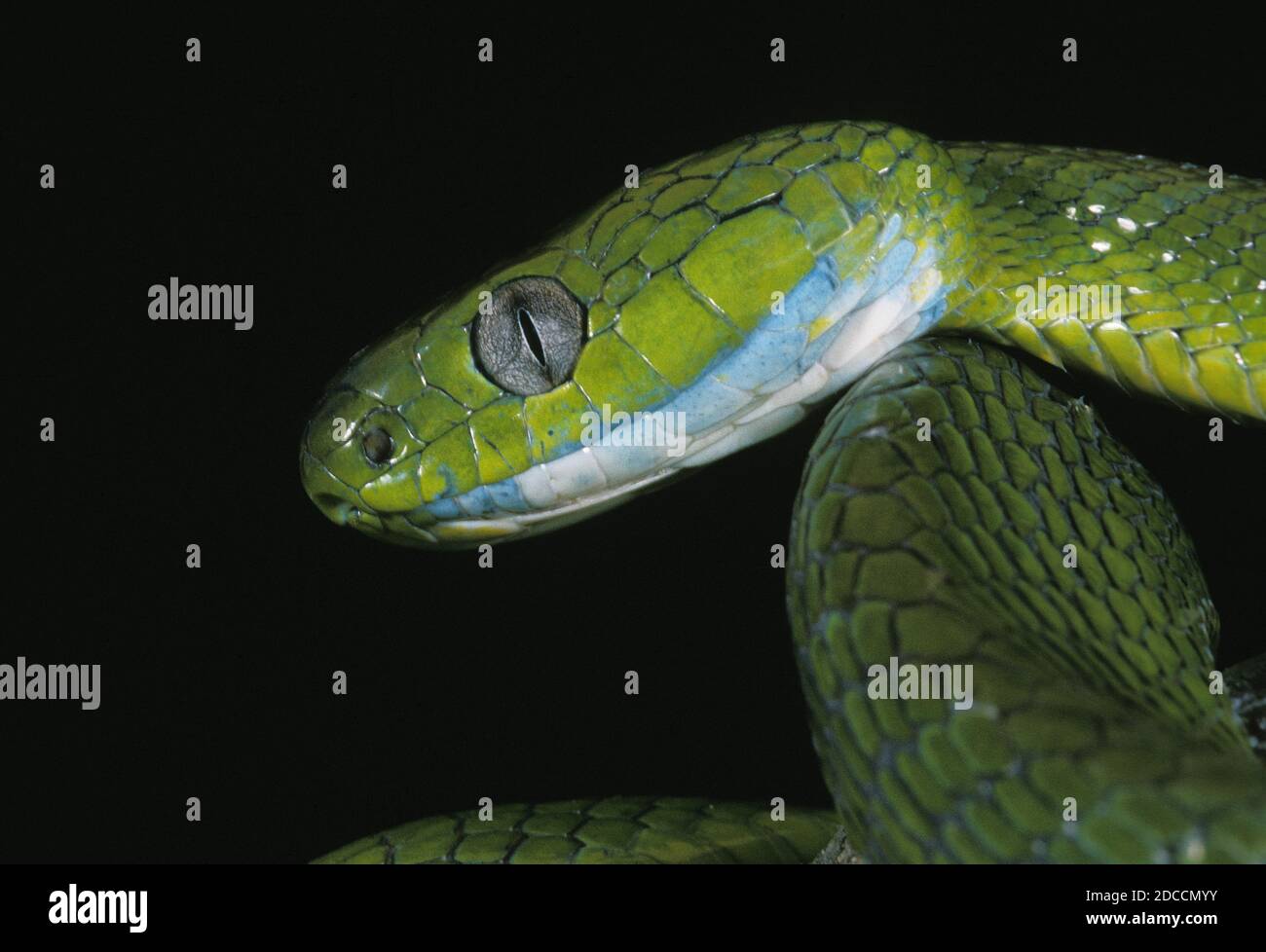 GREEN CAT SNAKE boiga cyanea, HEAD OF ADULT, THAILLAND Stock Photo - Alamy