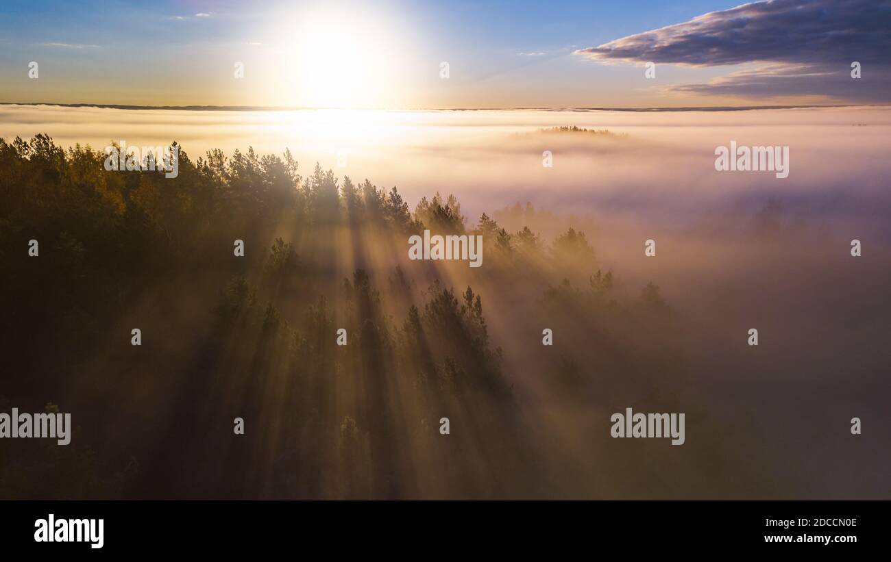 Spruce trees through the morning fog in light rays. Forest at autumn ...