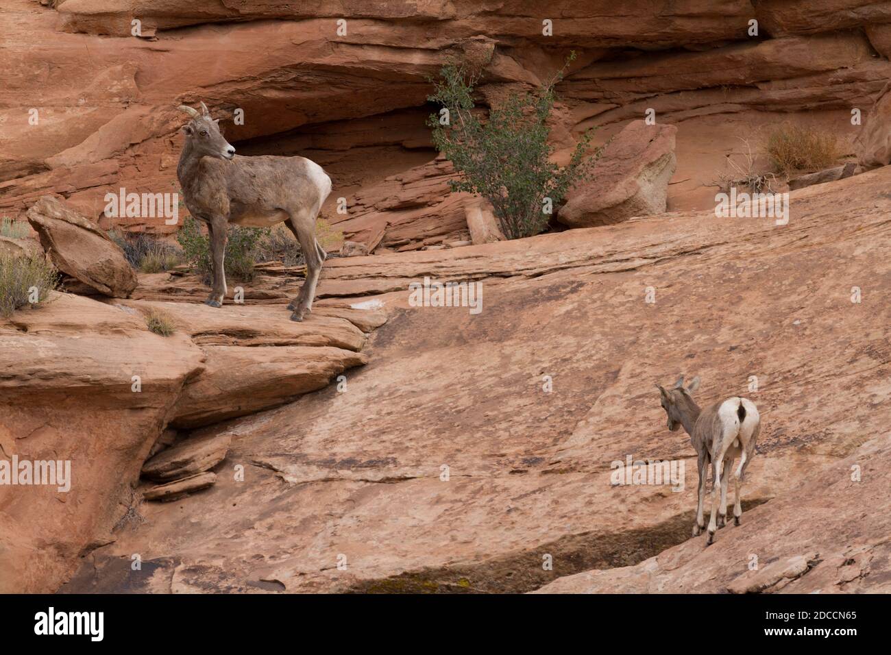 A Desert Bighorn ewe and her lamb climb on the sandstone walls of a ...