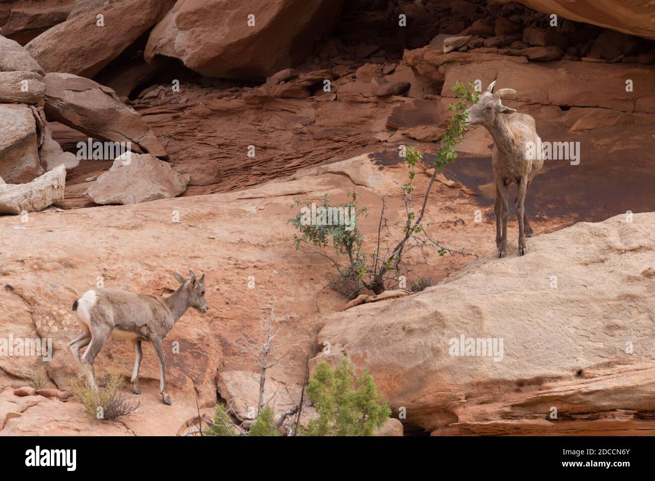 A Desert Bighorn ewe and her lamb browse on a bush in a canyon in ...
