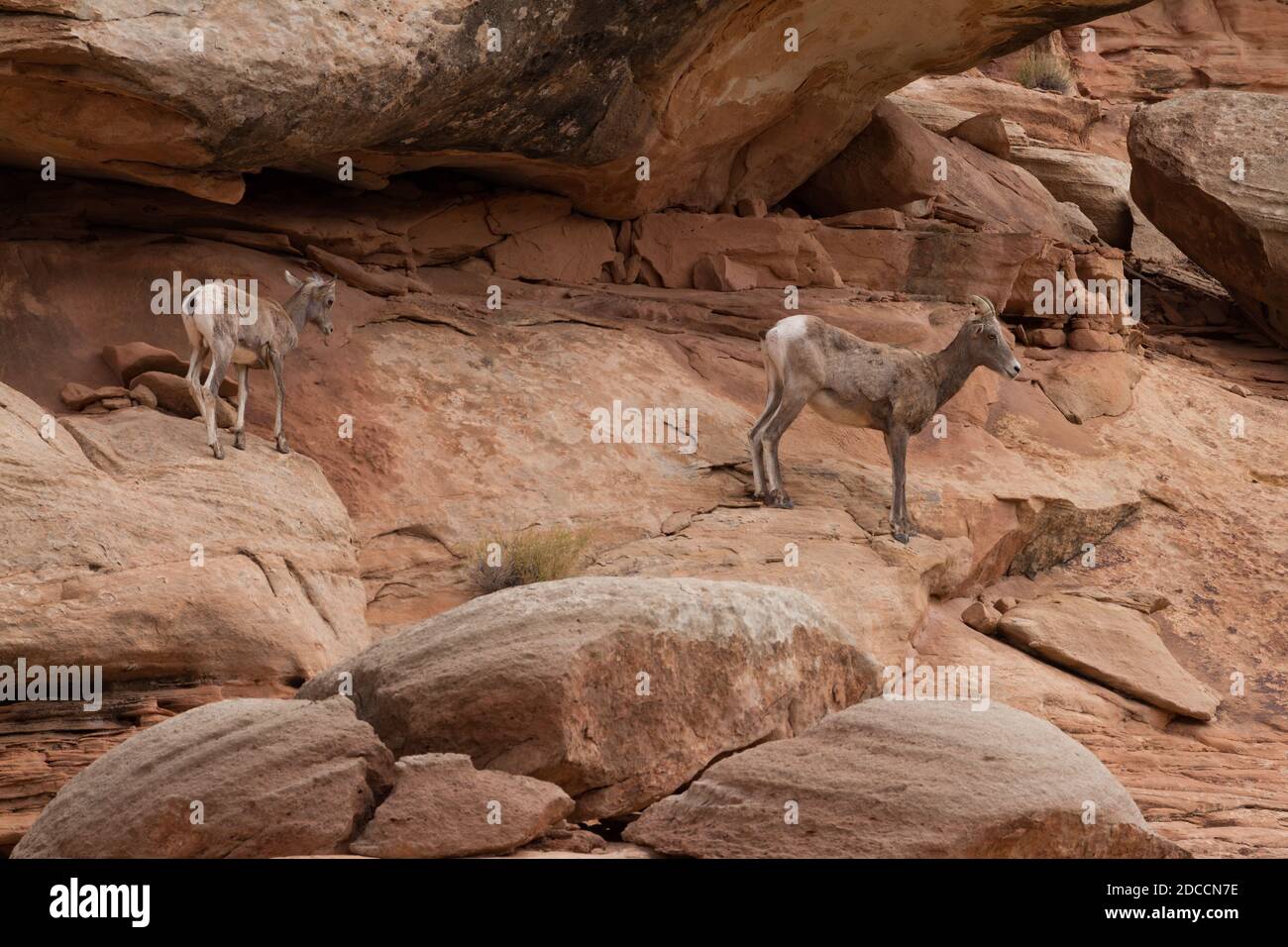 A Desert Bighorn ewe and her lamb climb on the sandstone walls of a ...