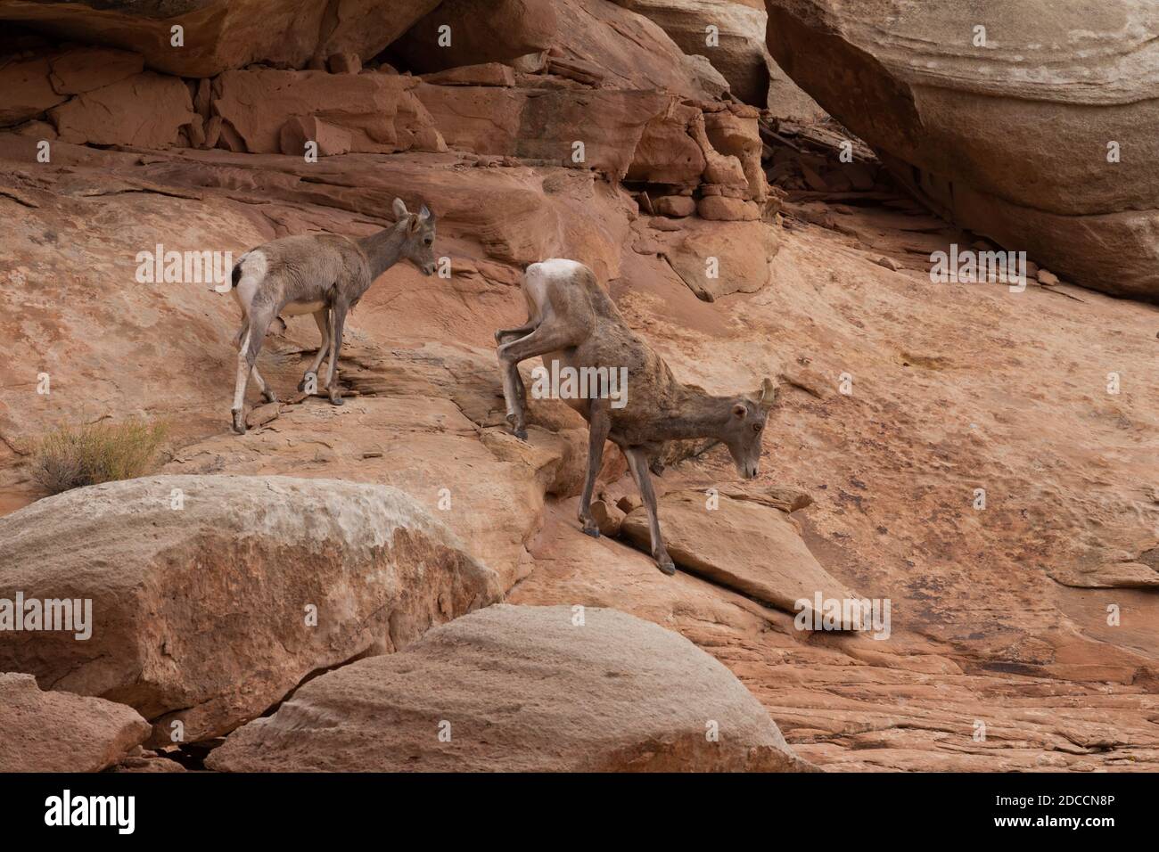 A Desert Bighorn ewe and her lamb climb on the sandstone walls of a ...