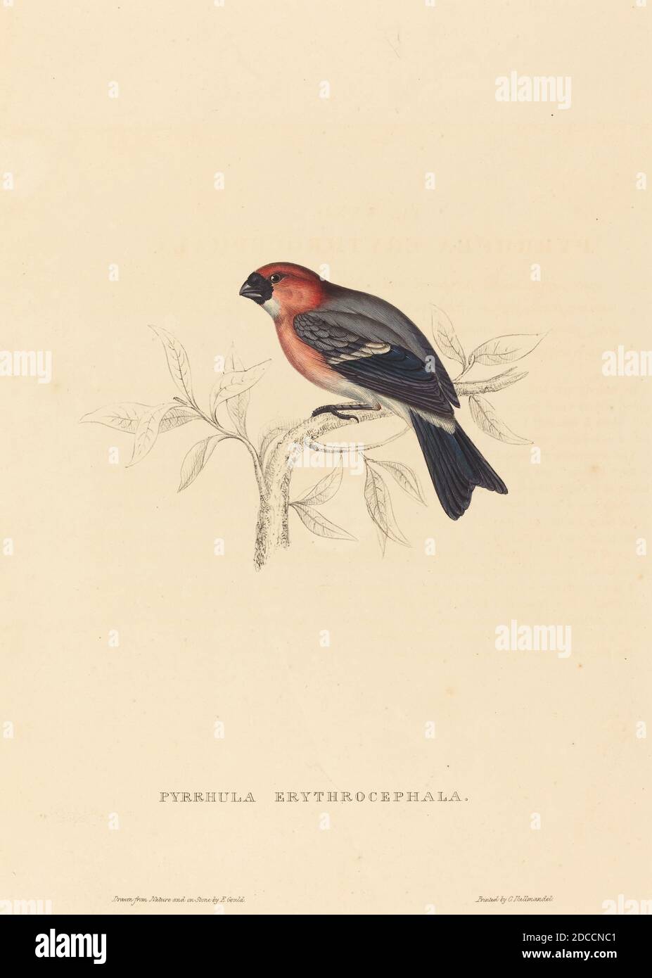 Elizabeth Gould, (artist), British, 1804 - 1841, Pyrrhula ...