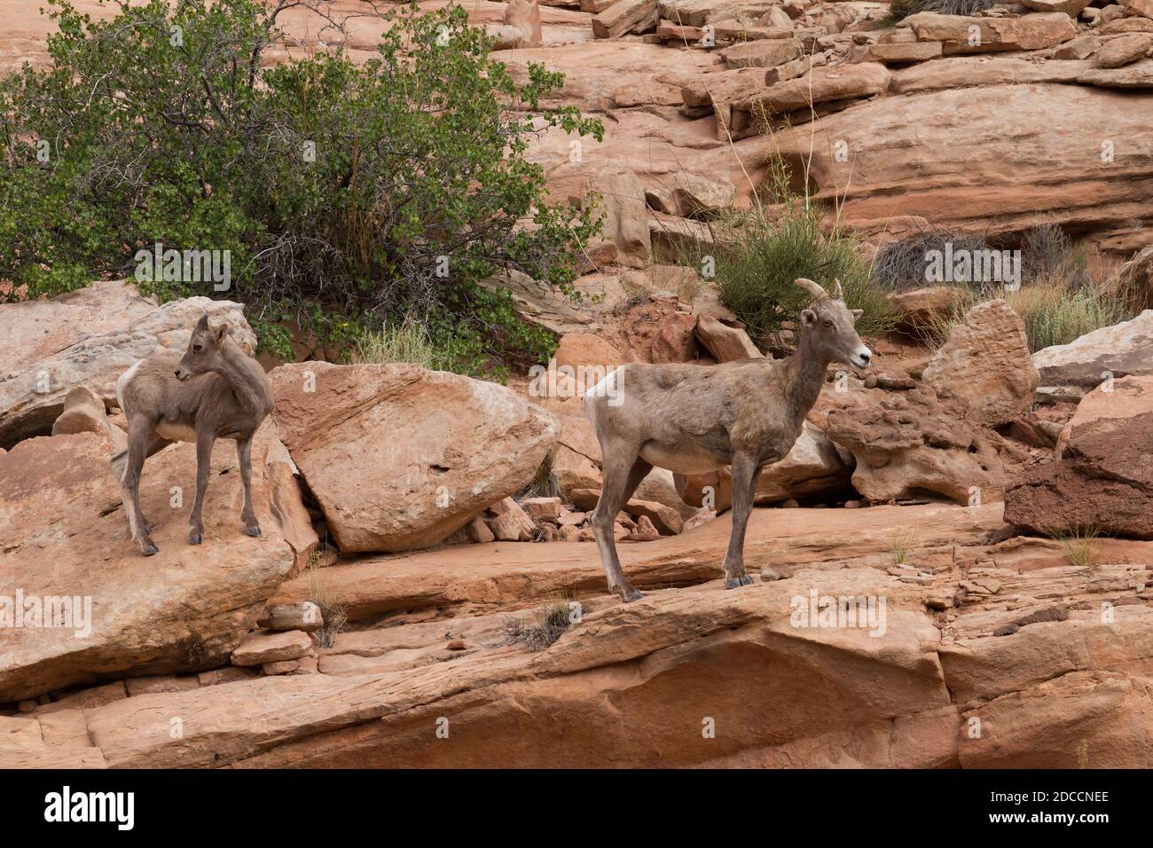 A Desert Bighorn ewe and her lamb climb on the sandstone walls of a ...
