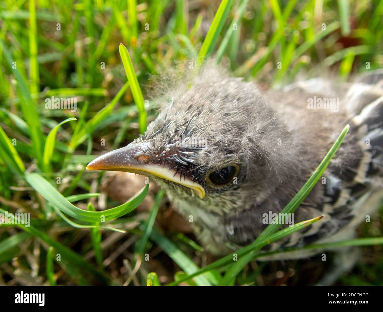 Sad little animal hi-res stock photography and images - Alamy