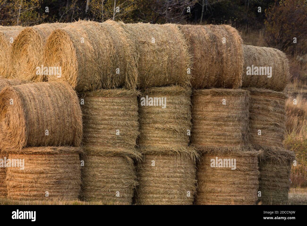 Rolled hay bales for winter livestock feed on a working cattle ranch in ...
