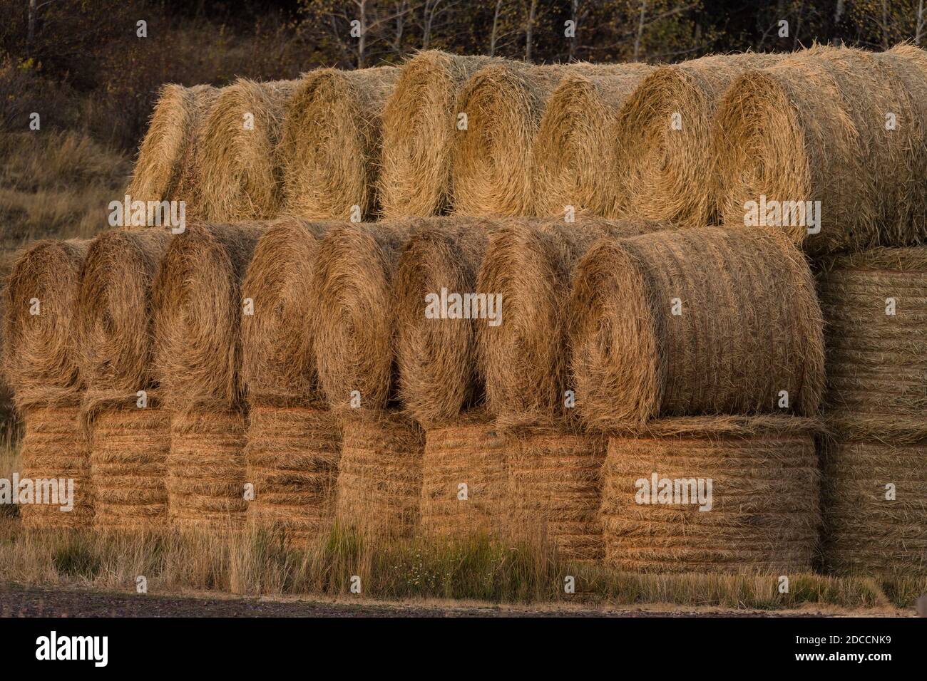 Rolled hay bales for winter livestock feed on a working cattle ranch in ...
