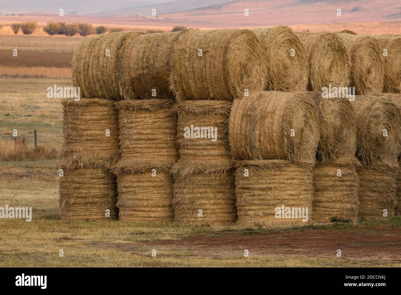 Rolled hay bales for winter livestock feed on a working cattle ranch in ...