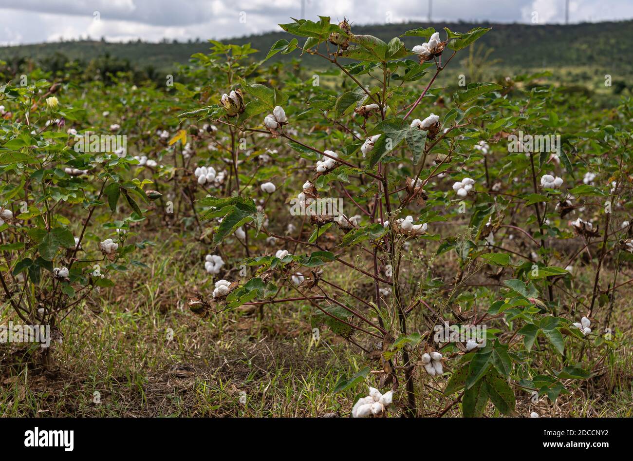 Cotton plants india hi-res stock photography and images - Alamy