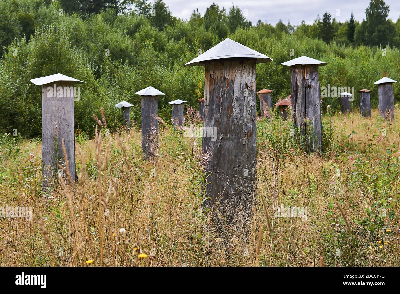apiary for working with wild bees with traditional beehives - bee gums ...