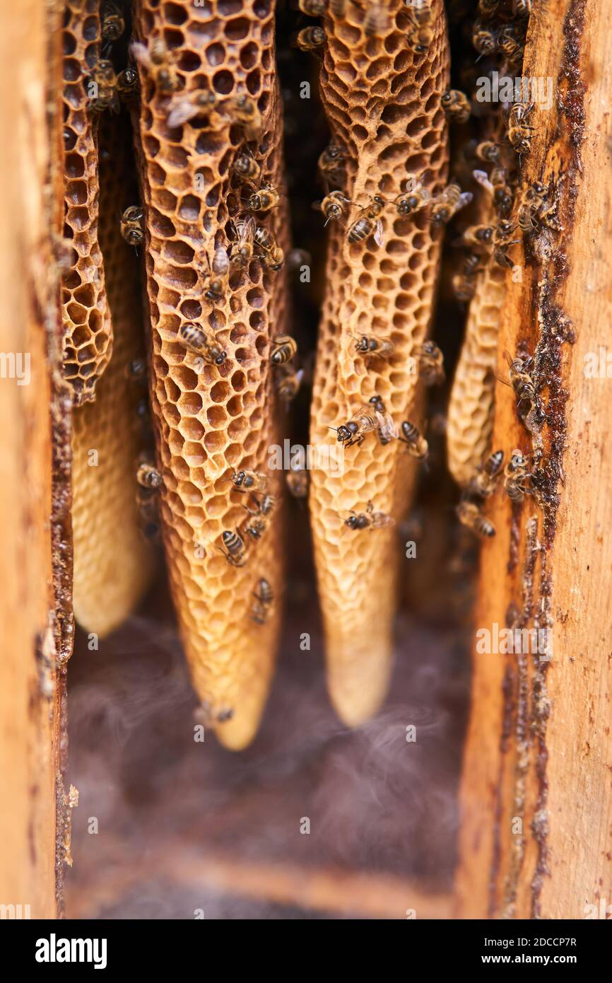 honeycombs of a natural form inside a traditional log hive in smoke ...