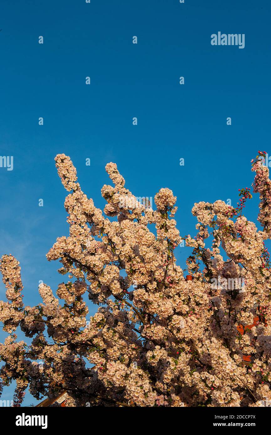Blossom tree branch hi-res stock photography and images - Alamy