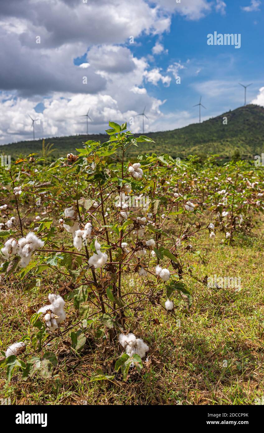 Cotton plants in the field hi-res stock photography and images - Alamy