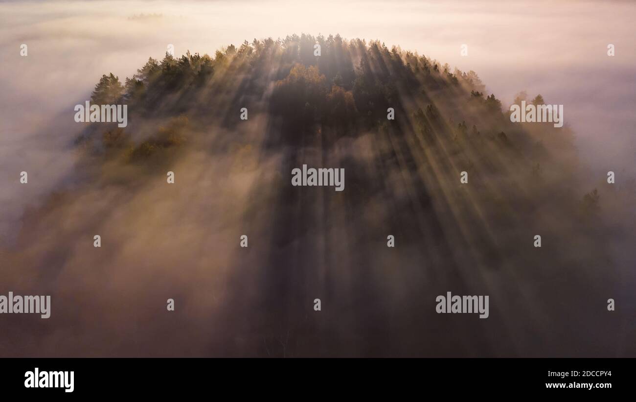 Spruce trees through the morning fog in light rays. Mountain forest at ...