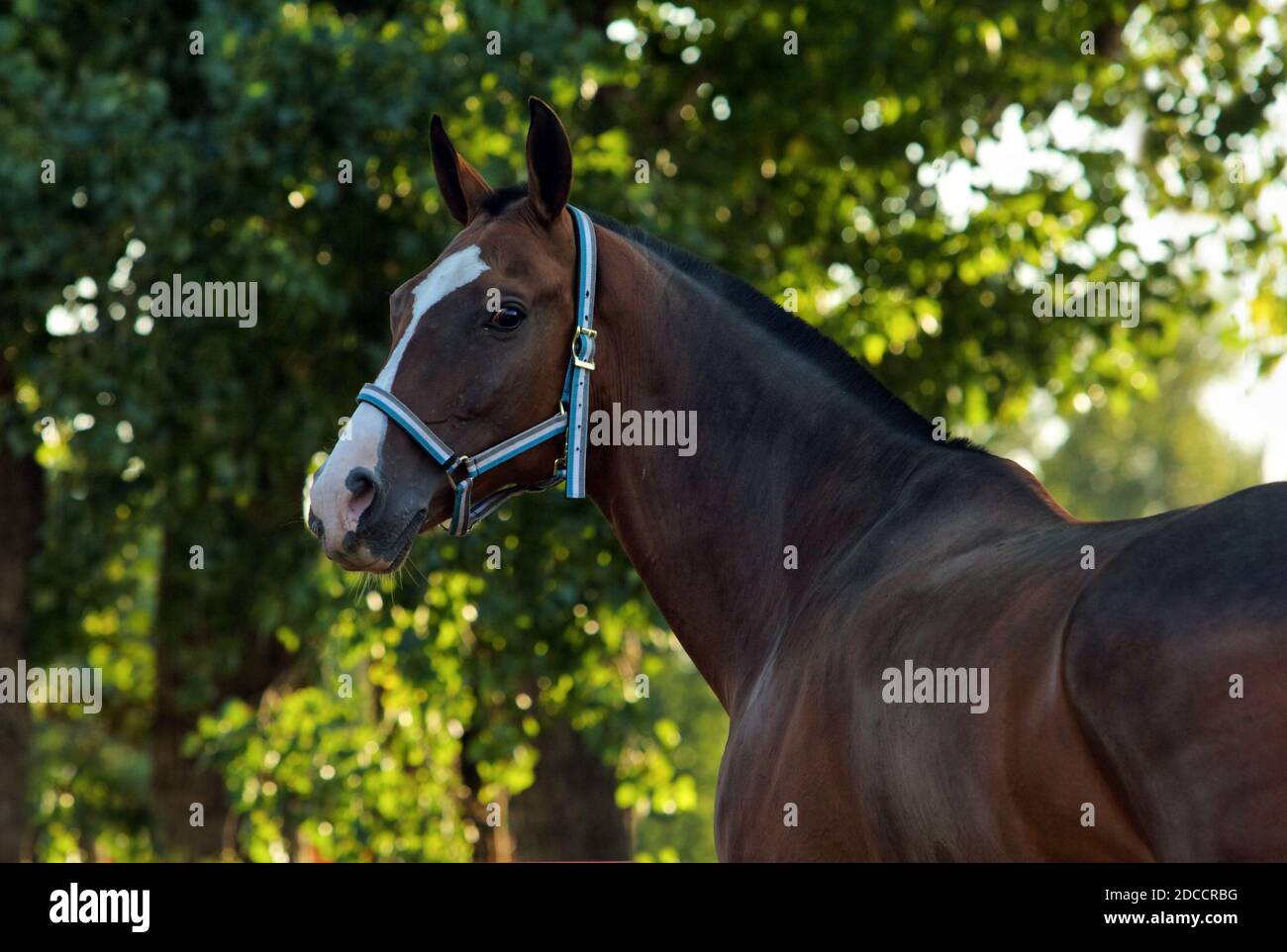 Thoroughbred race horse in nature background Stock Photo - Alamy
