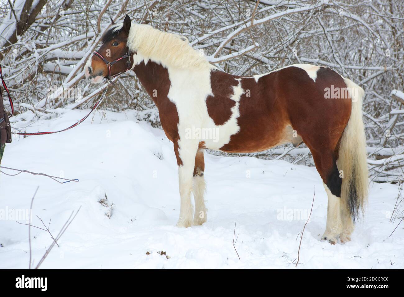 Beautiful paint vanner draft horse in winter snow park Stock Photo - Alamy