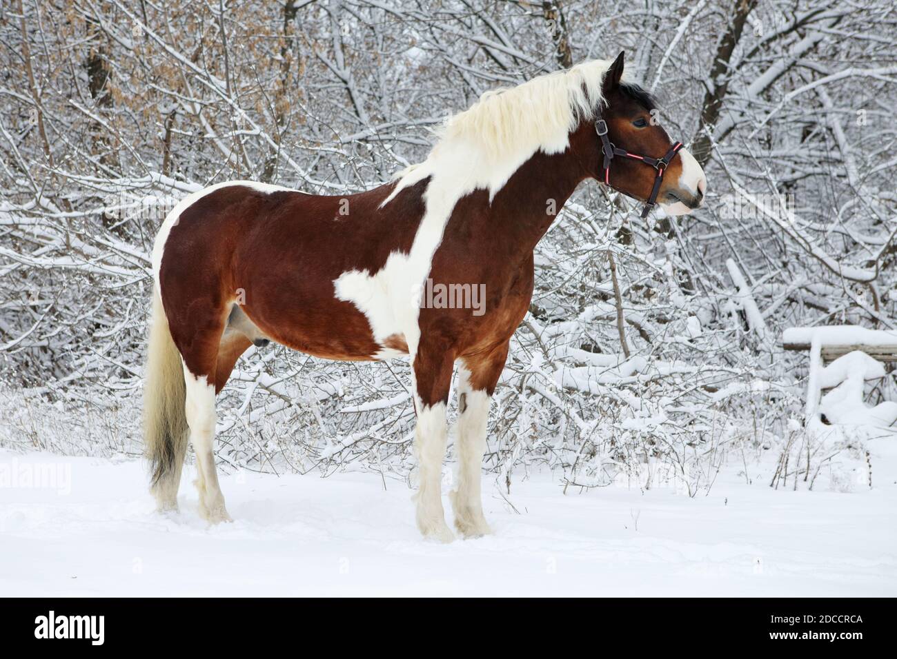 Beautiful paint vanner draft horse in winter snow park Stock Photo - Alamy