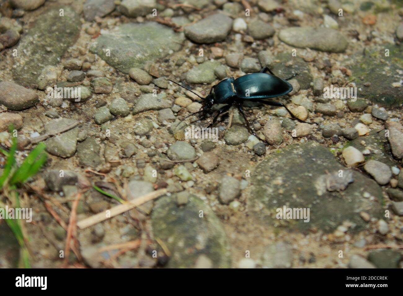 Shiny black beetle hi-res stock photography and images - Alamy