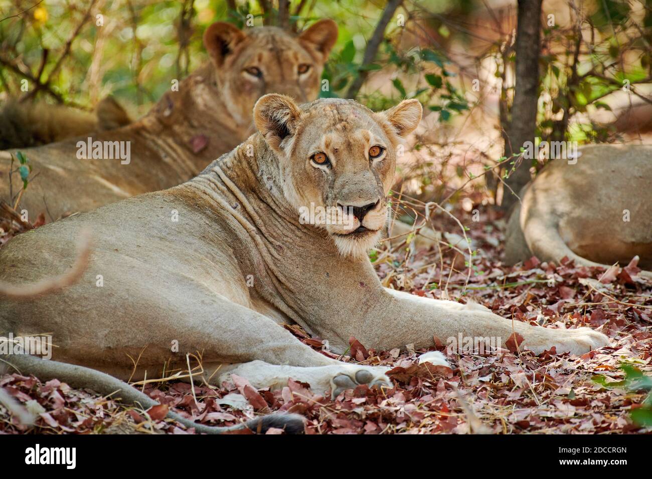 lioness, lion (Panthera leo), South Luangwa National Park, Mfuwe ...