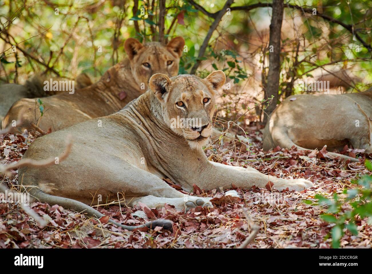 lioness, lion (Panthera leo), South Luangwa National Park, Mfuwe ...