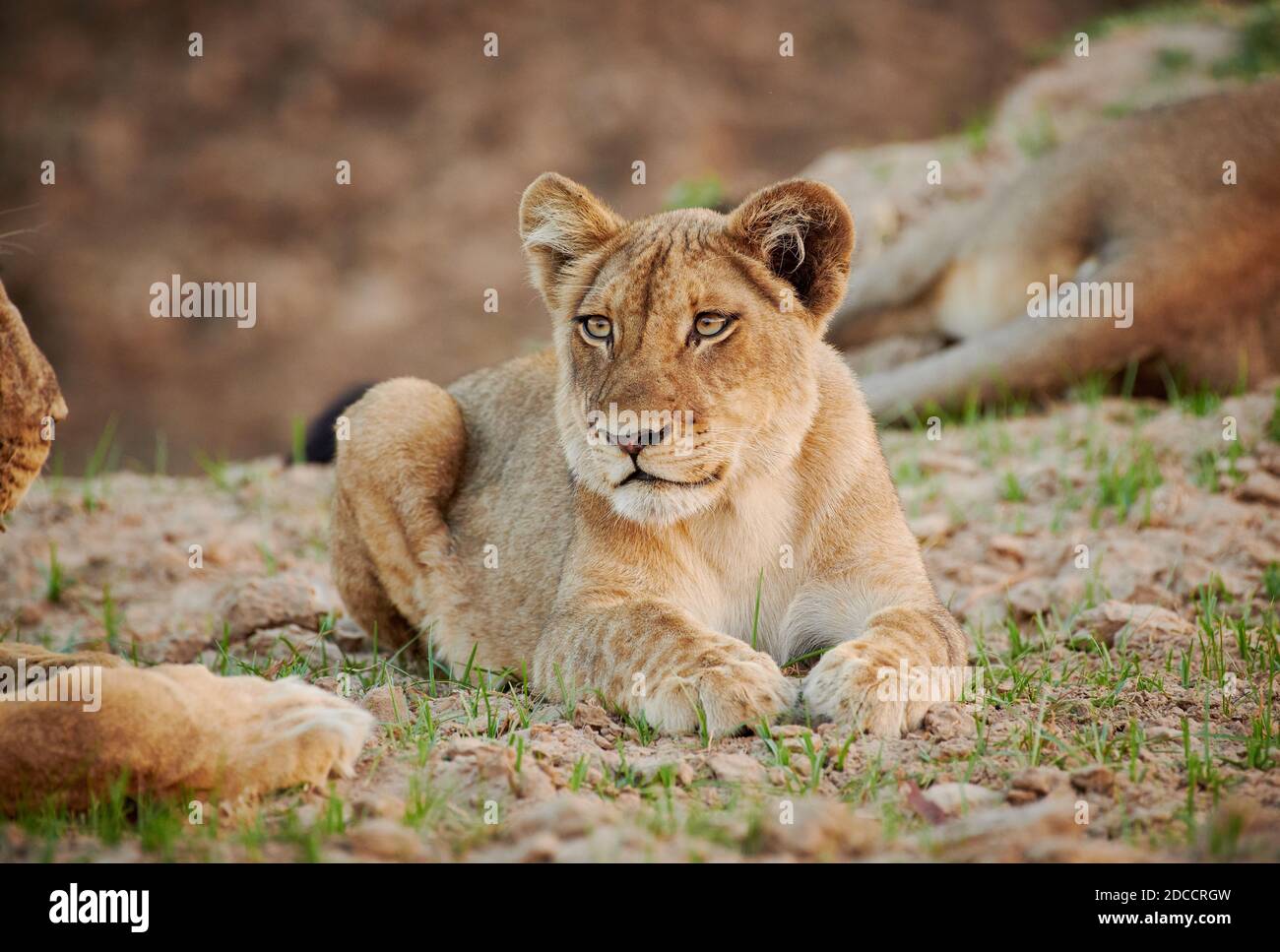 Luangwa National Park Lion High Resolution Stock Photography and Images ...