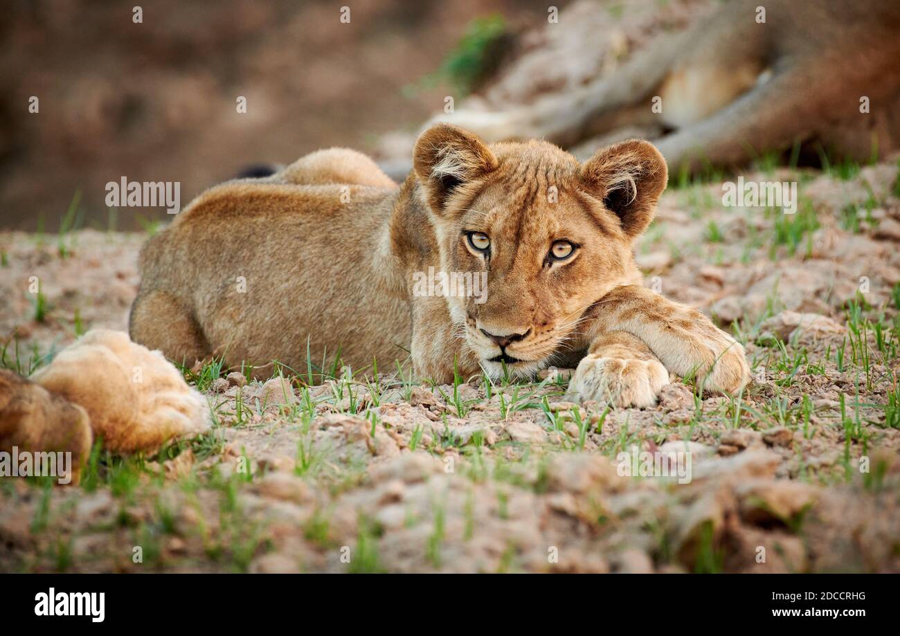lion cub (Panthera leo), South Luangwa National Park, Mfuwe, Zambia ...