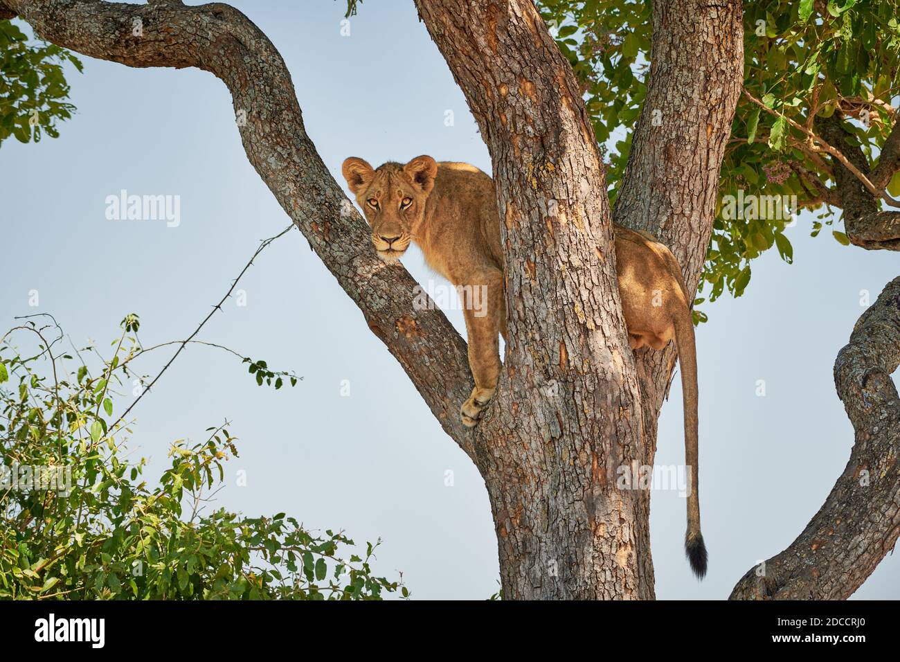 female lion (Panthera leo) on tree, South Luangwa National Park, Mfuwe ...