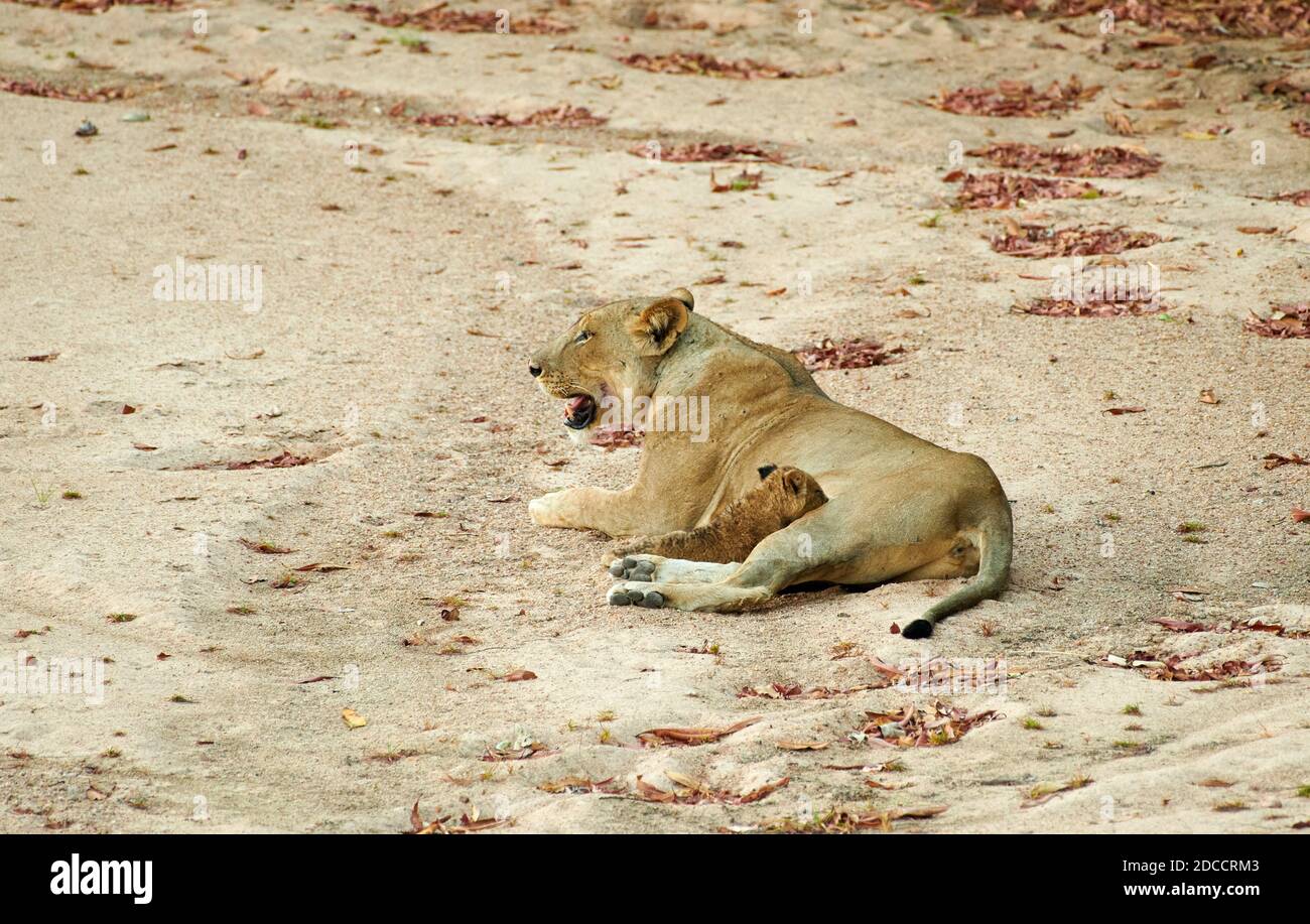 lioness with newborn cubs, lion (Panthera leo), South Luangwa National ...