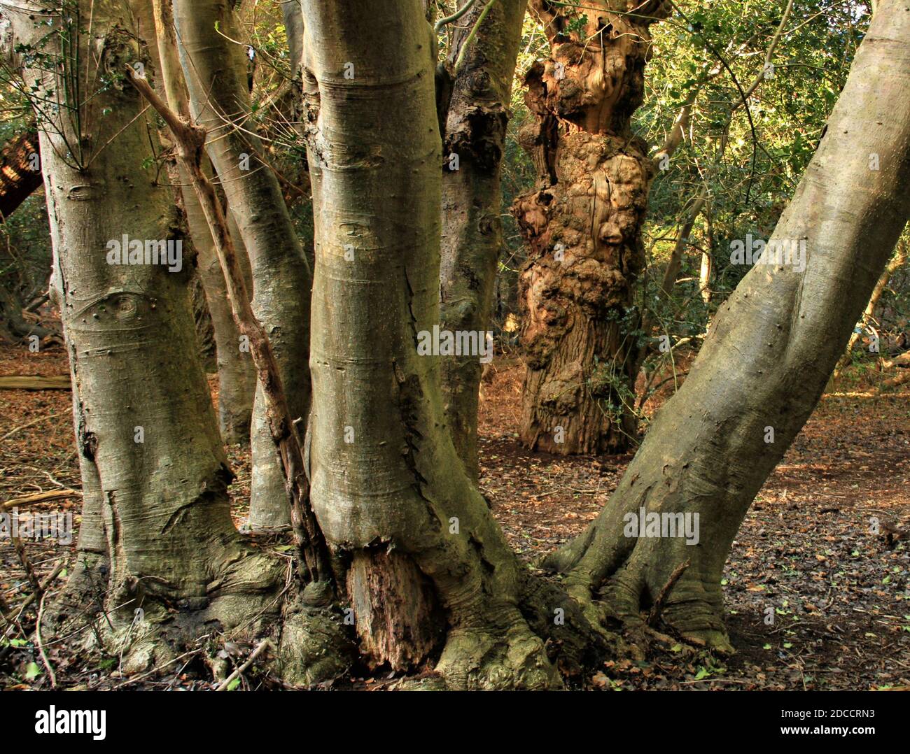 Lord rendlesham hi-res stock photography and images - Alamy