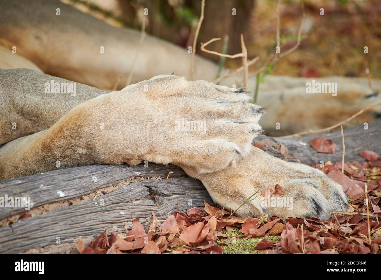 paws of huge male lion (Panthera leo), South Luangwa National Park ...
