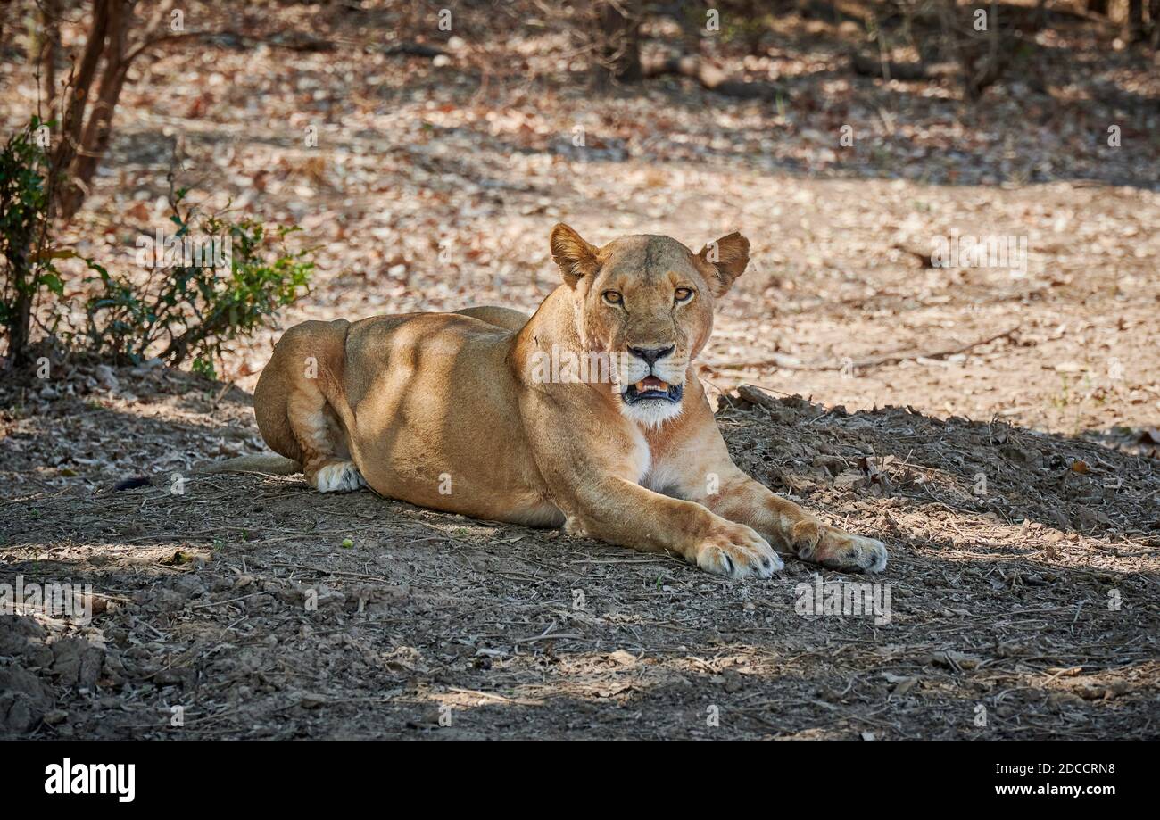 lioness, lion (Panthera leo), South Luangwa National Park, Mfuwe ...