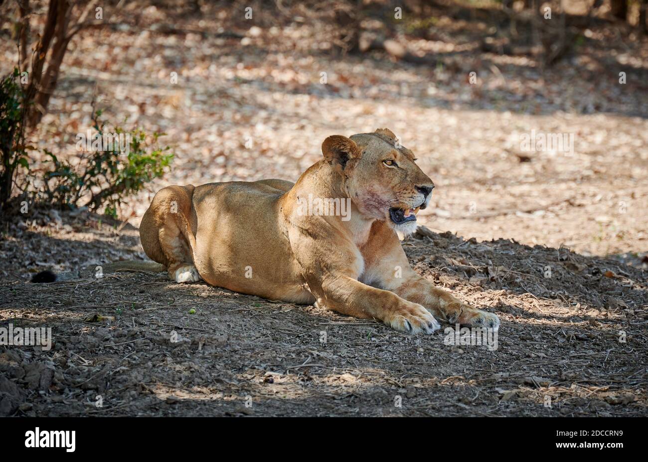 lioness, lion (Panthera leo), South Luangwa National Park, Mfuwe ...