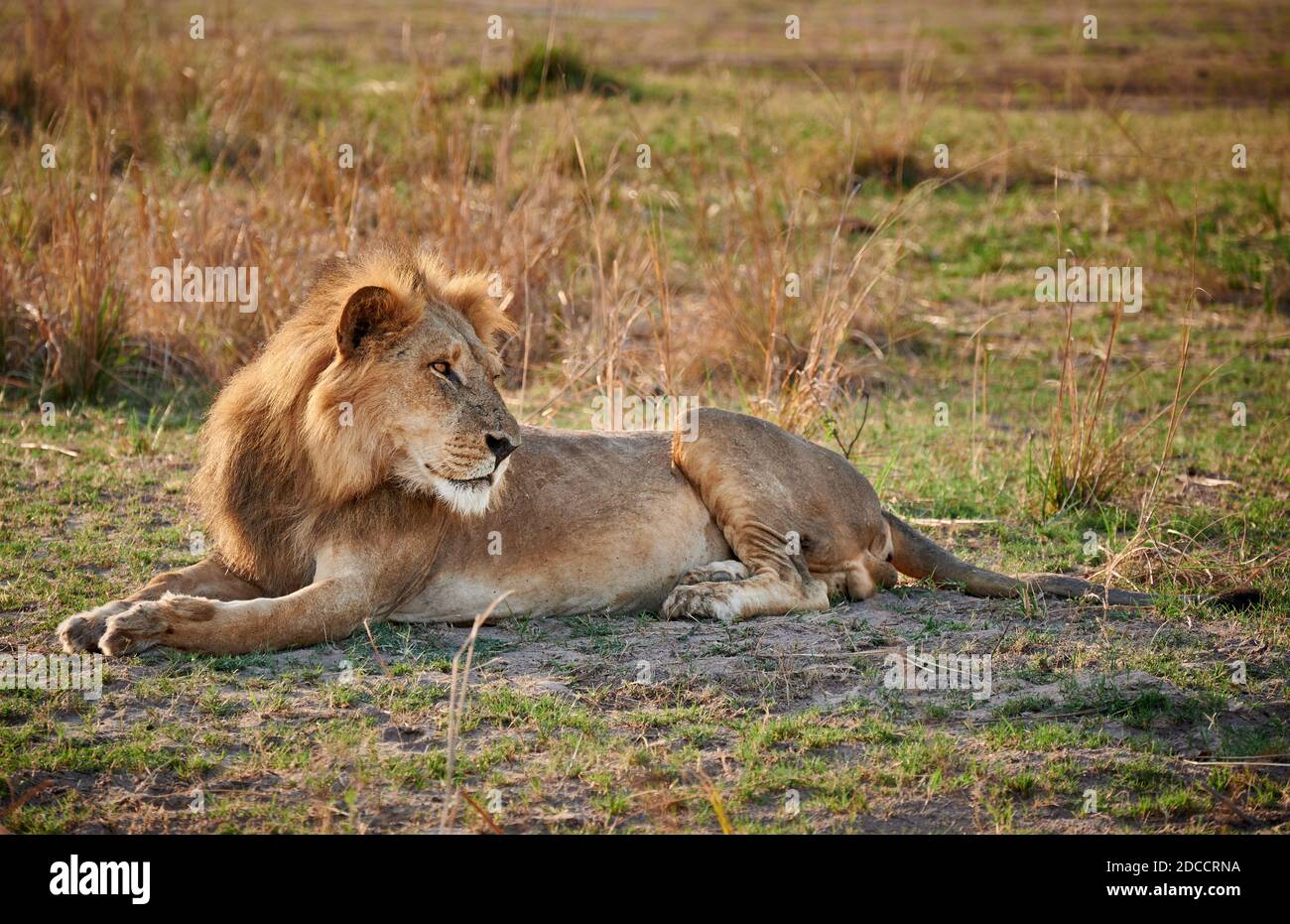 huge male lion (Panthera leo), South Luangwa National Park, Mfuwe ...